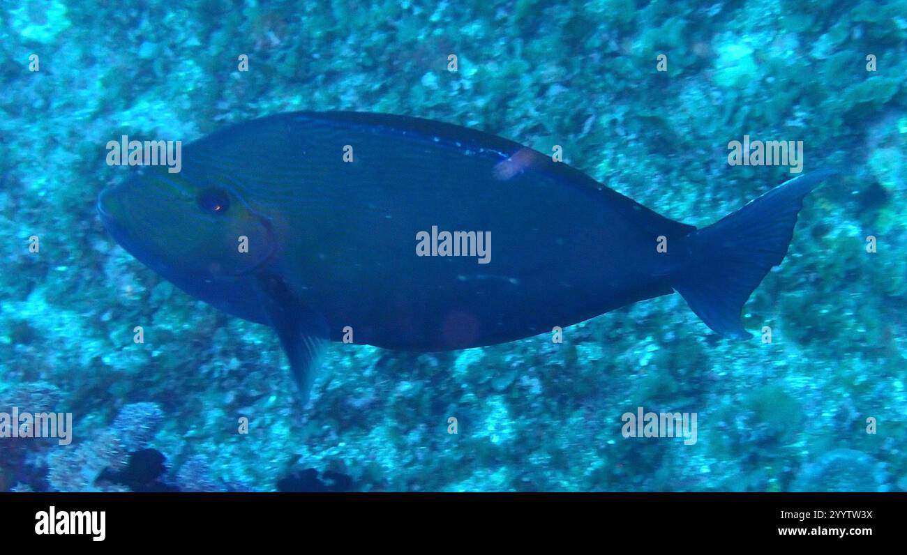 Yellowmask surgeonfish hi-res stock photography and images - Alamy