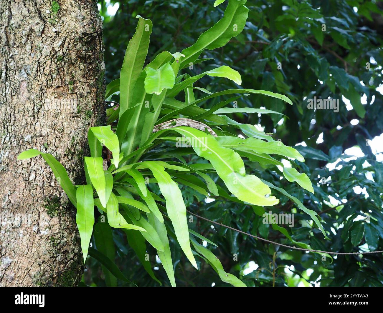 Elkhorn fern (Microsorum punctatum Stock Photo - Alamy