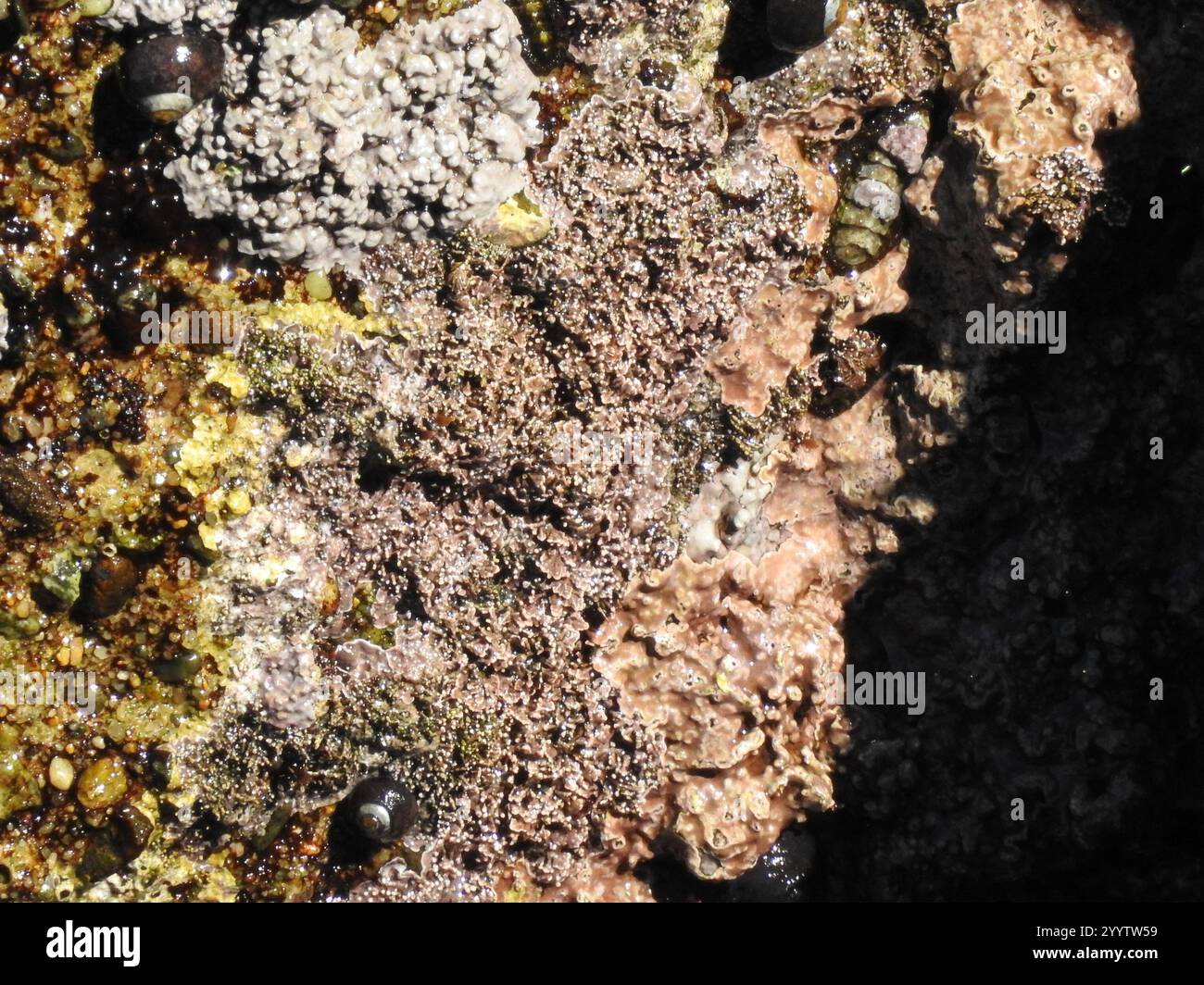 Crustose coralline algae (Lithothamnion Stock Photo - Alamy