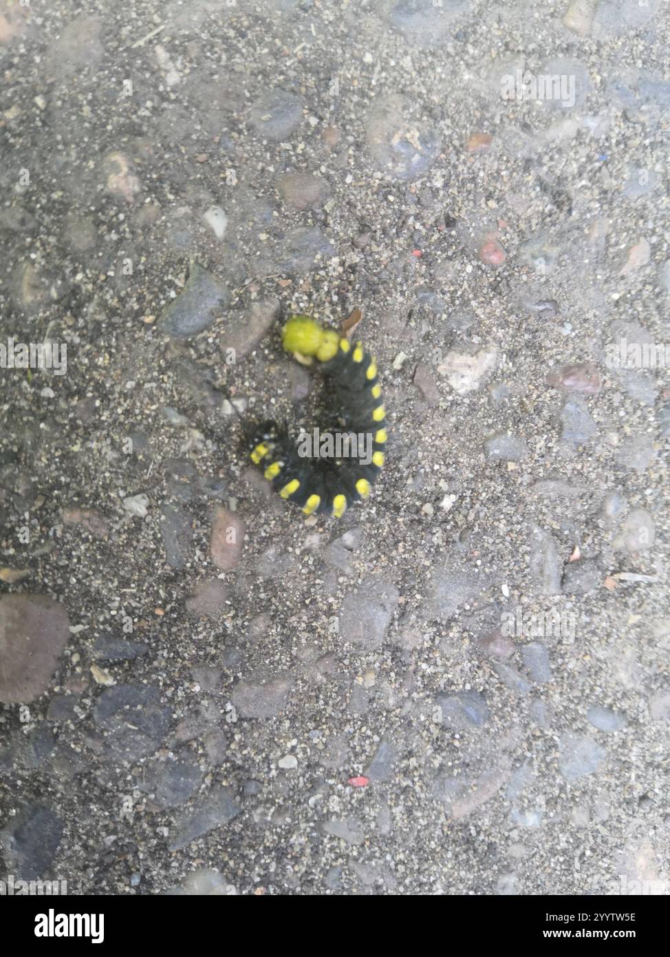 Alder Moth (Acronicta alni Stock Photo - Alamy