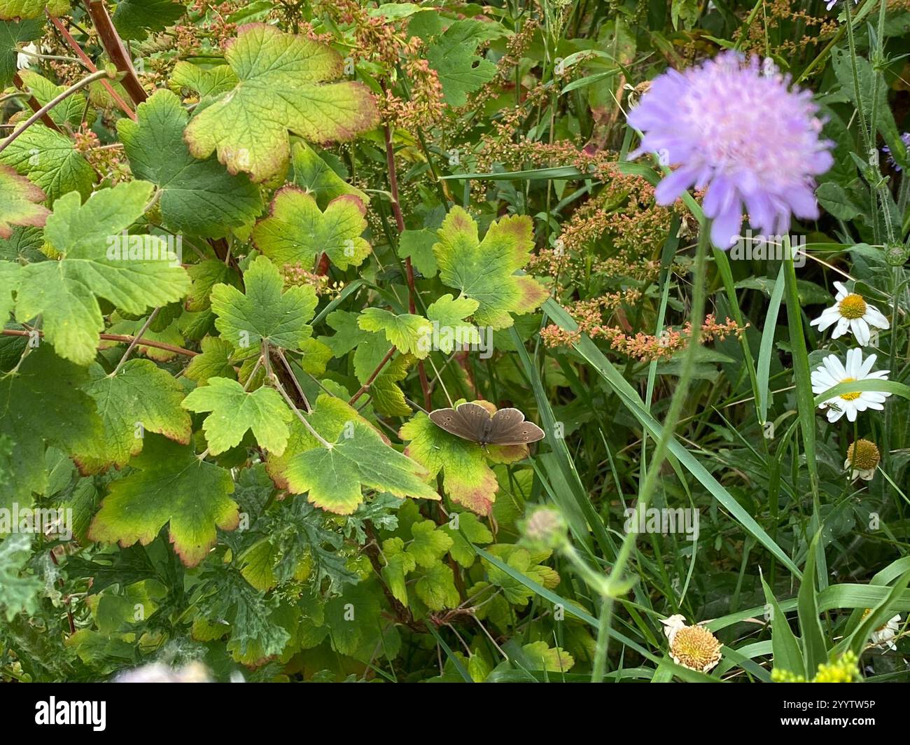 Ringlet (Aphantopus hyperantus Stock Photo - Alamy