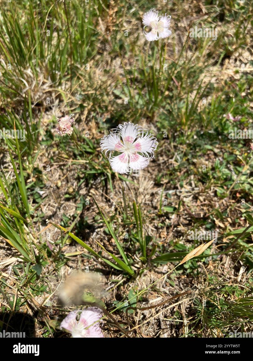 Fringed Pink (Dianthus hyssopifolius Stock Photo - Alamy