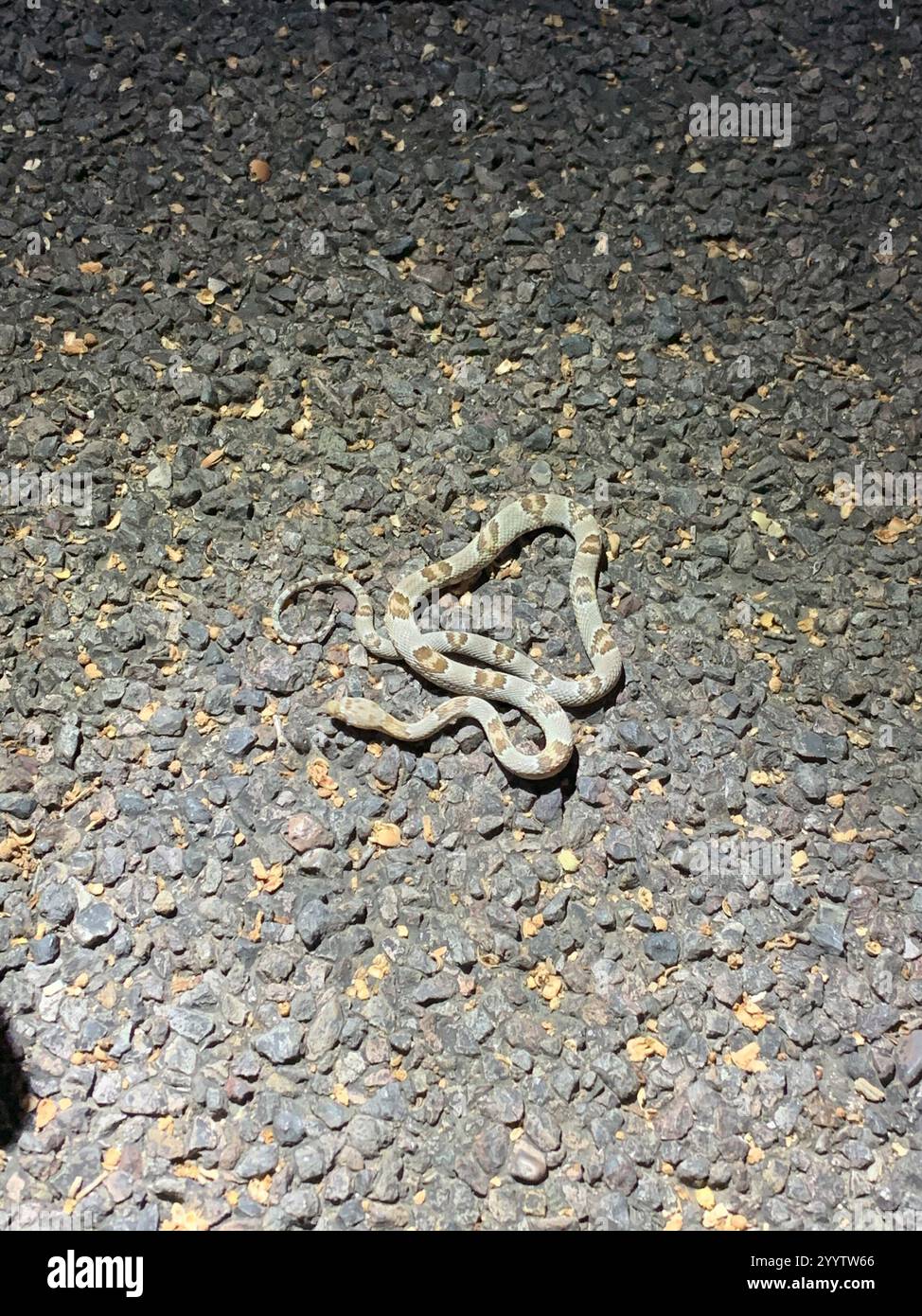 Lyre snake hi-res stock photography and images - Alamy