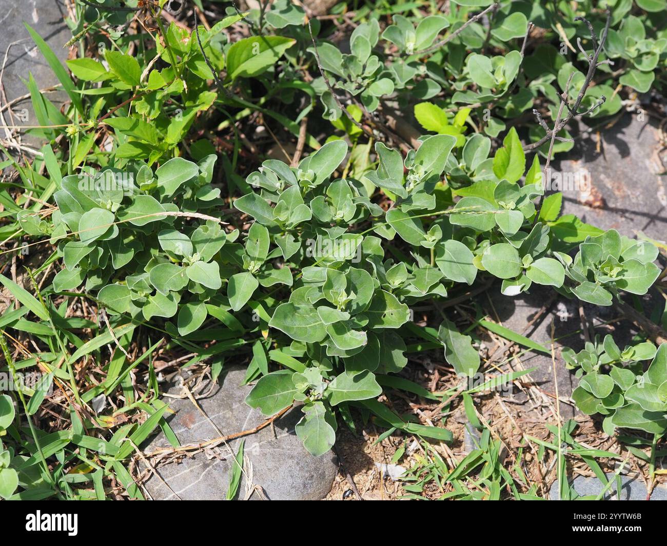 Beach Vitex (Vitex rotundifolia Stock Photo - Alamy