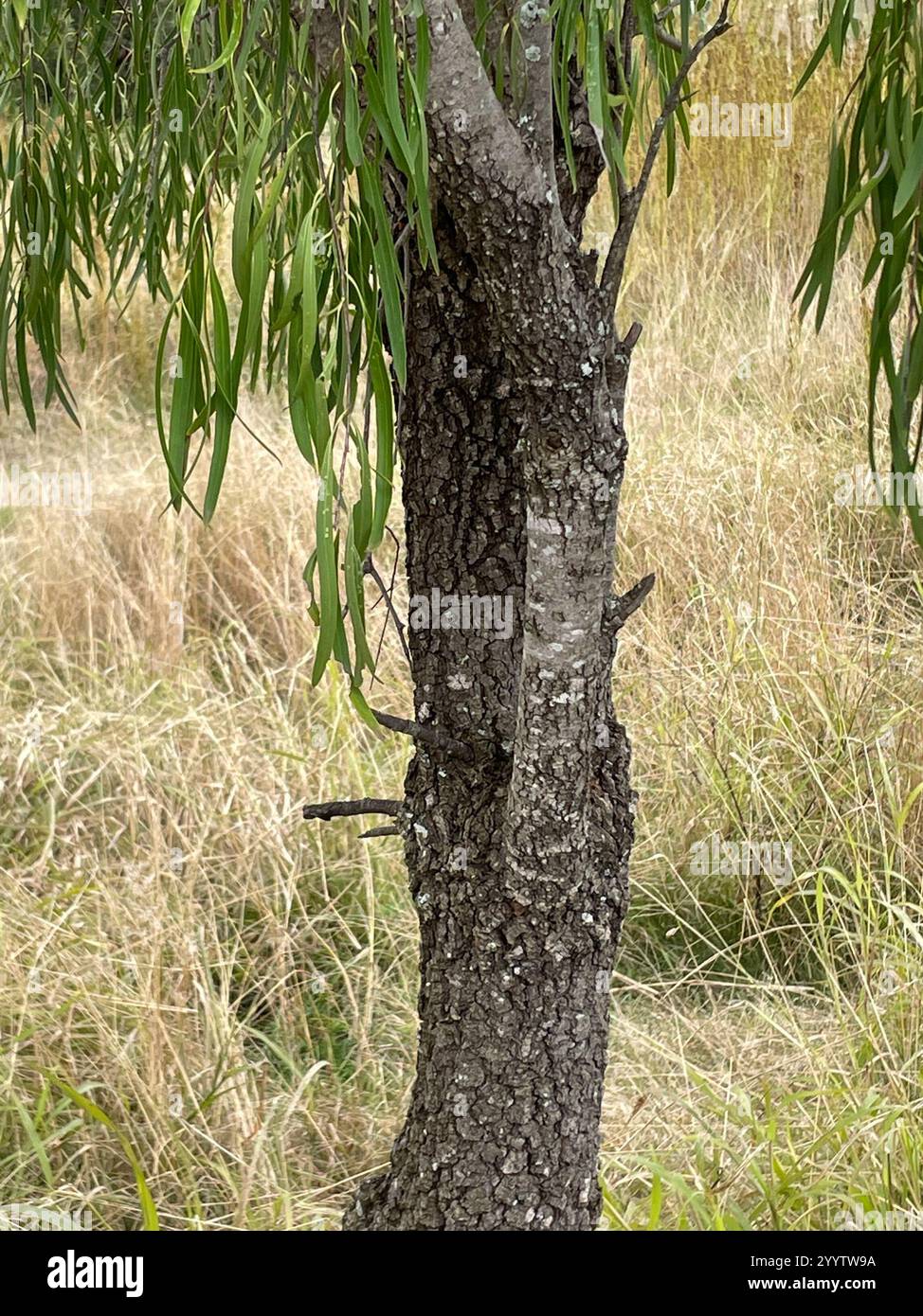 Native apricot (Pittosporum angustifolium Stock Photo - Alamy