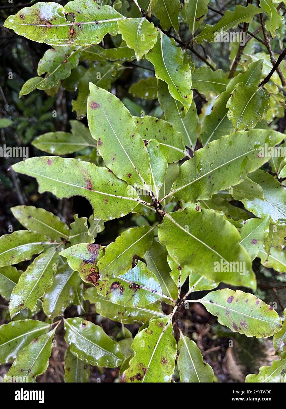 tarata (Pittosporum eugenioides Stock Photo - Alamy
