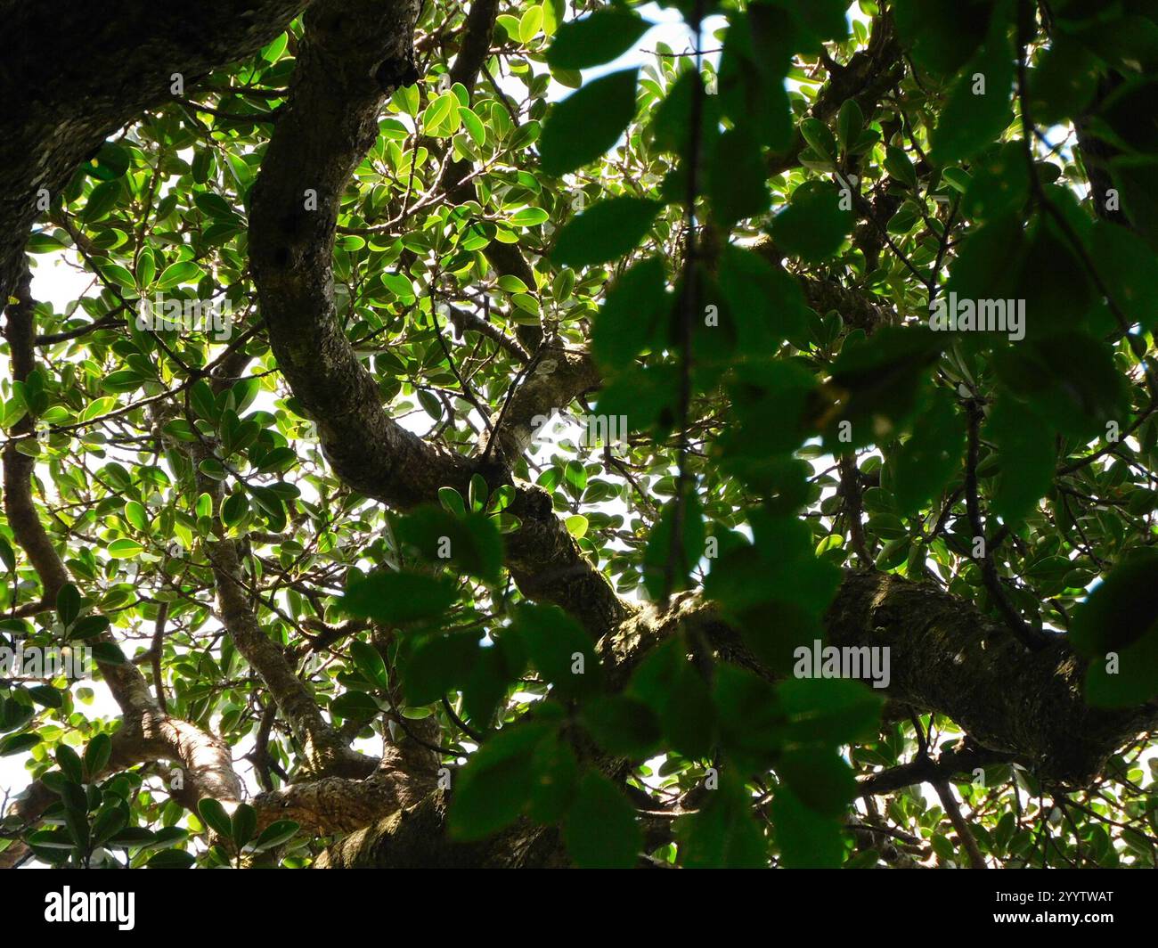 mulberry and fig family (Moraceae Stock Photo - Alamy