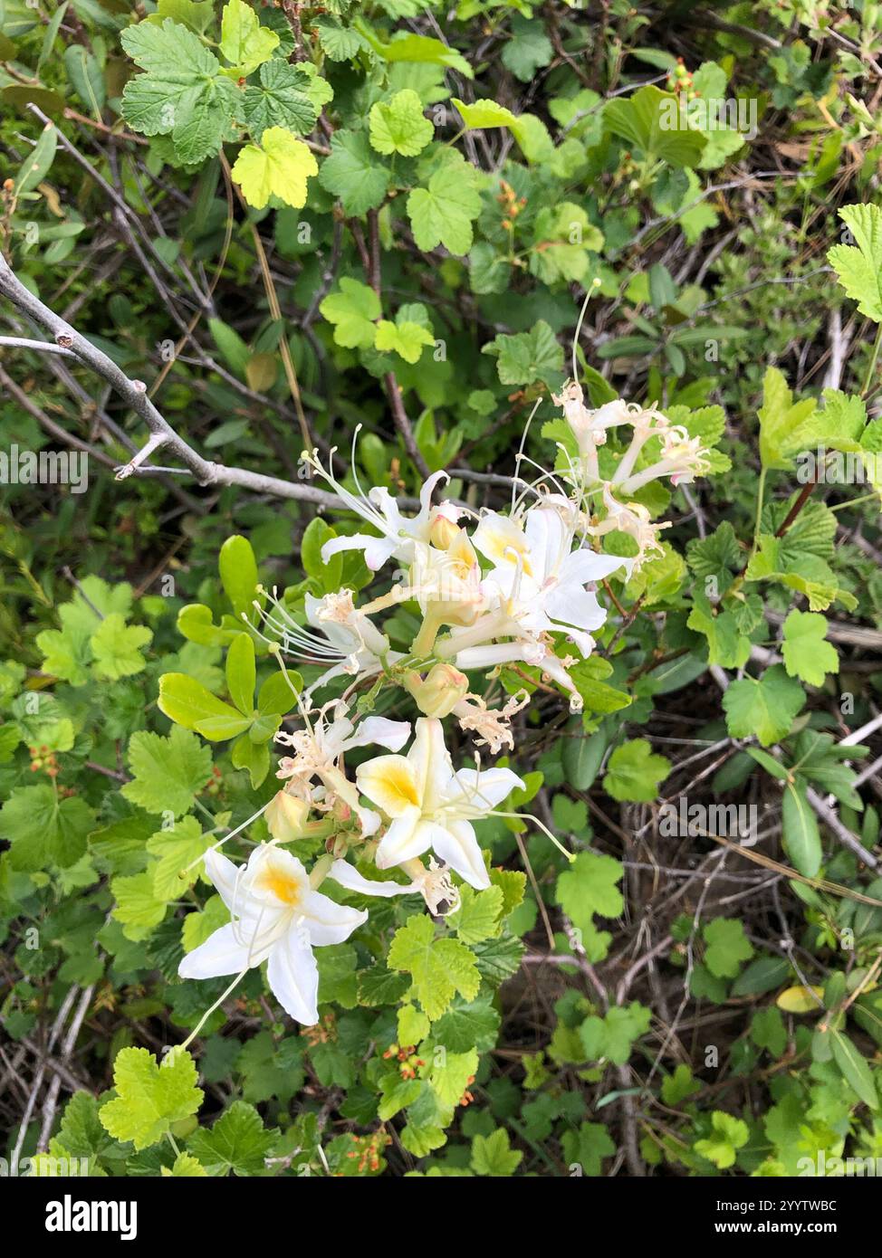 western azalea (Rhododendron occidentale Stock Photo - Alamy