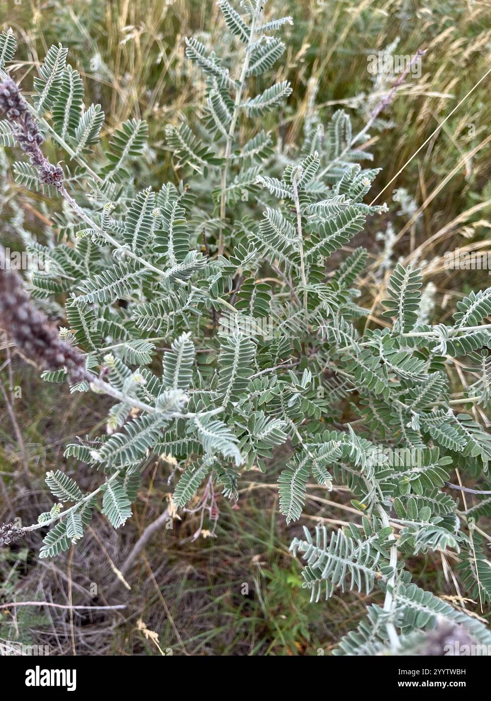 leadplant (Amorpha canescens Stock Photo - Alamy