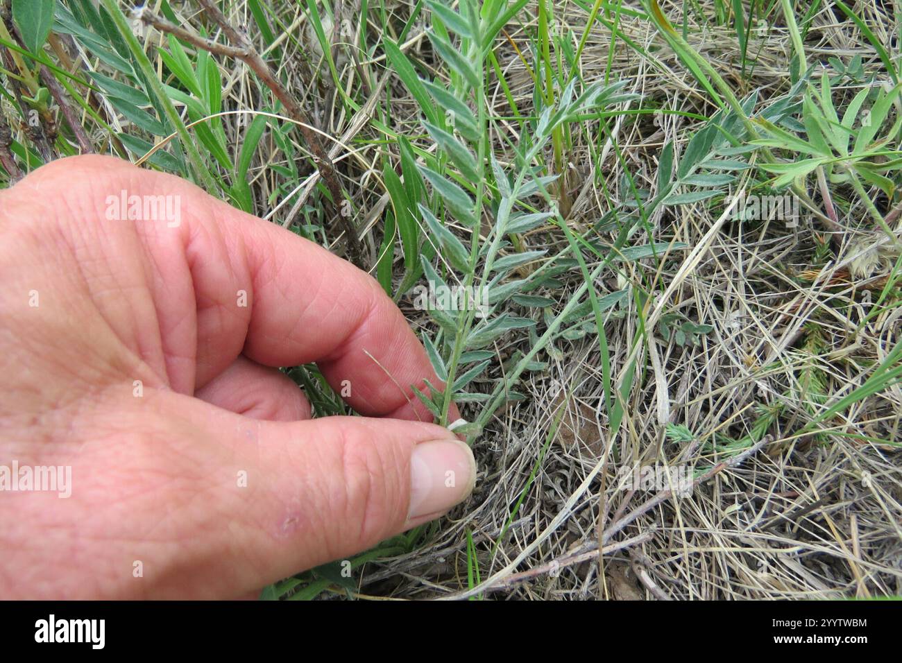 field locoweed (Oxytropis campestris Stock Photo - Alamy