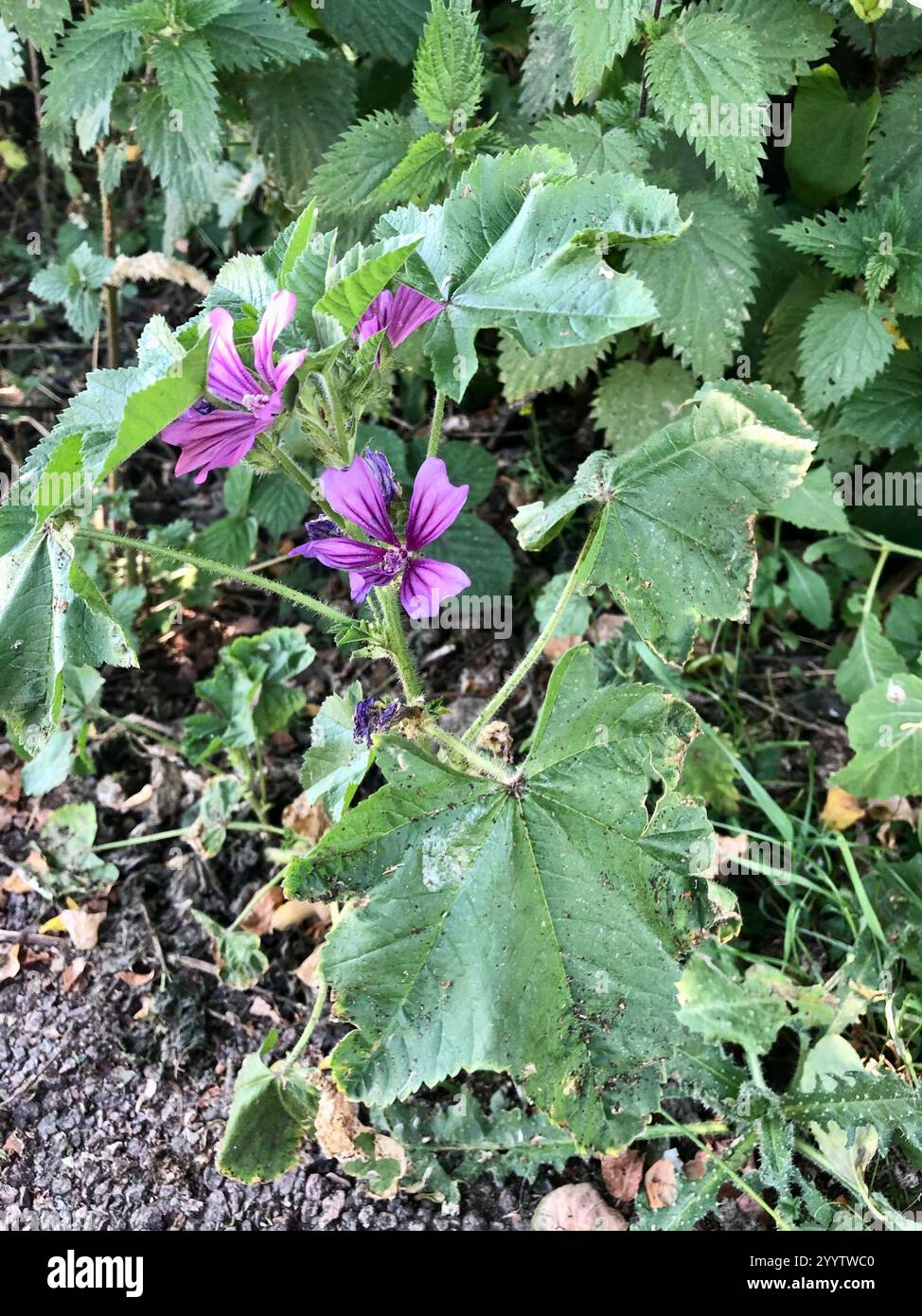 Common Mallow (Malva sylvestris Stock Photo - Alamy