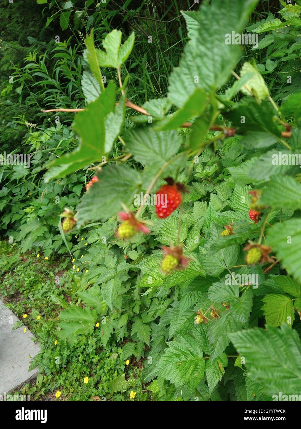 Salmonberry (Rubus spectabilis Stock Photo - Alamy