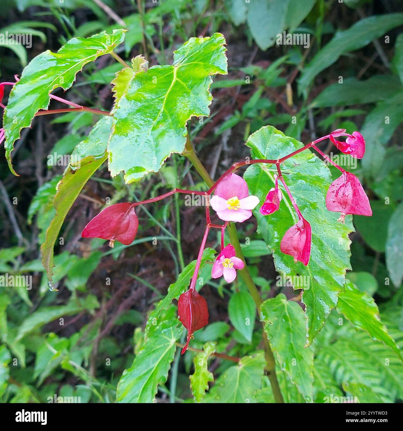 metal-leaf begonia (Begonia incarnata Stock Photo - Alamy
