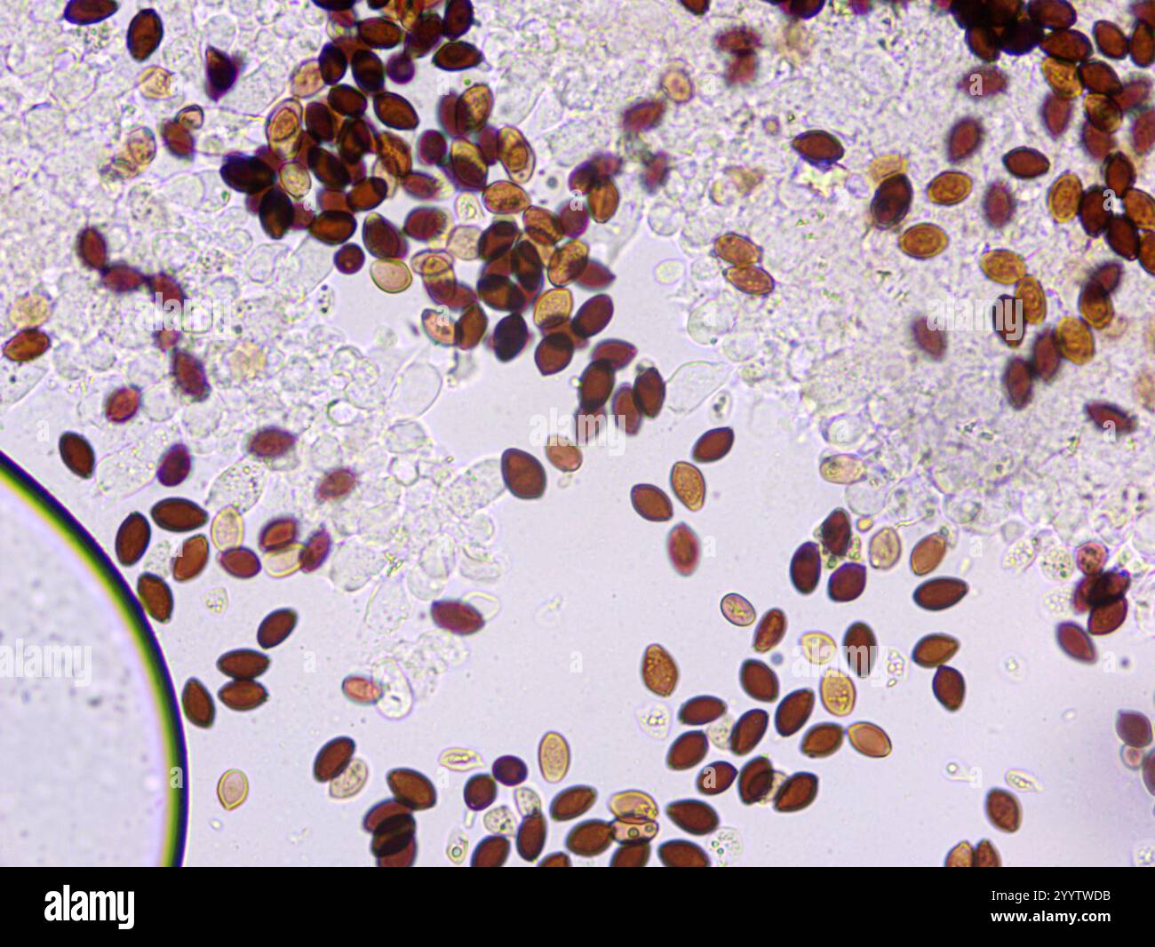 Banded Mottlegill (Panaeolus cinctulus Stock Photo - Alamy