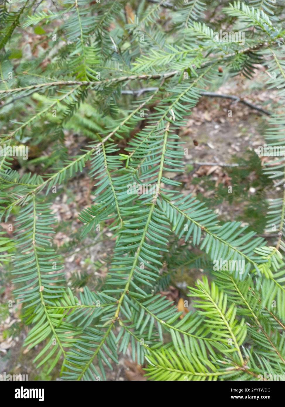 Pacific yew (Taxus brevifolia Stock Photo - Alamy