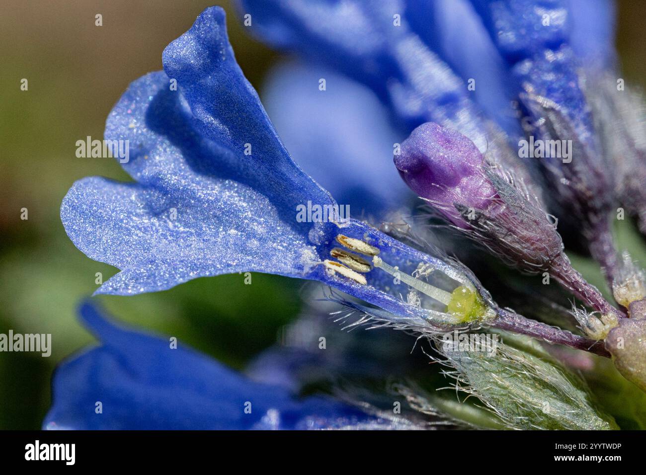 Shortstyle Bluebells (Mertensia brevistyla Stock Photo - Alamy