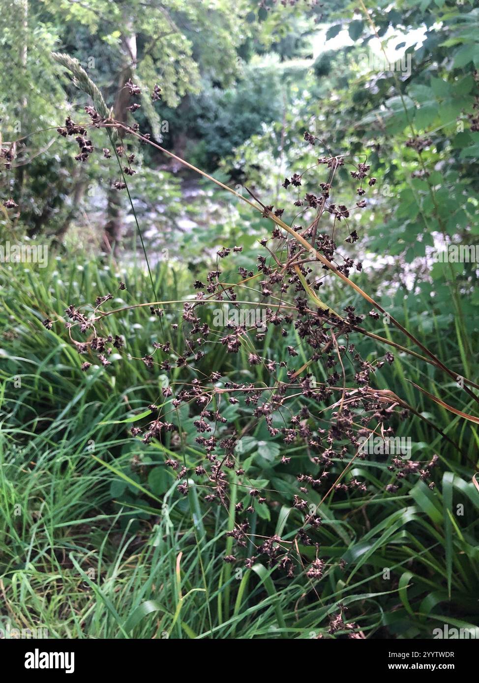 Great Woodrush (Luzula sylvatica Stock Photo - Alamy