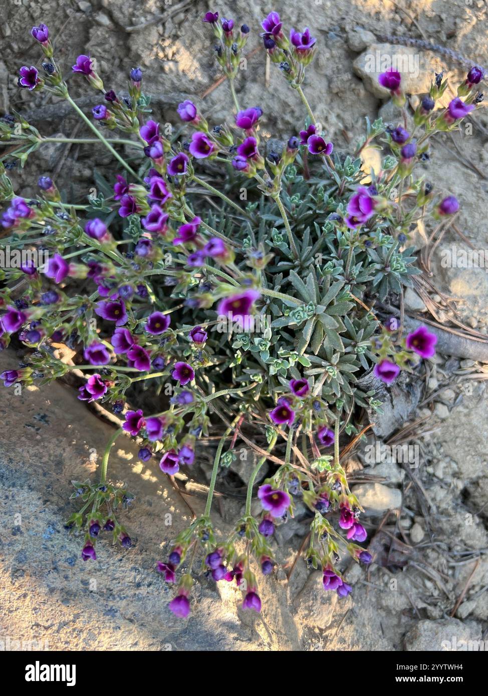 snow dwarf primrose (Androsace nivalis Stock Photo - Alamy