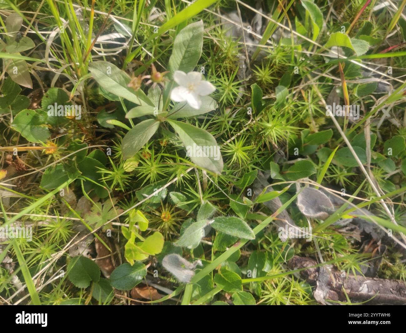 Arctic Starflower (Lysimachia europaea Stock Photo - Alamy