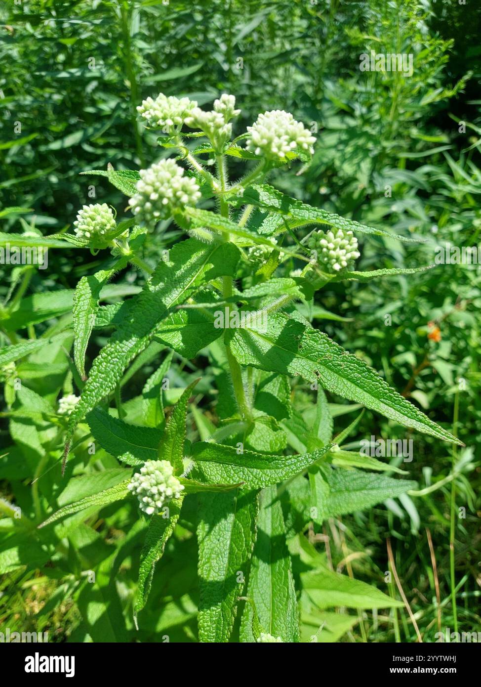 common boneset (Eupatorium perfoliatum Stock Photo - Alamy