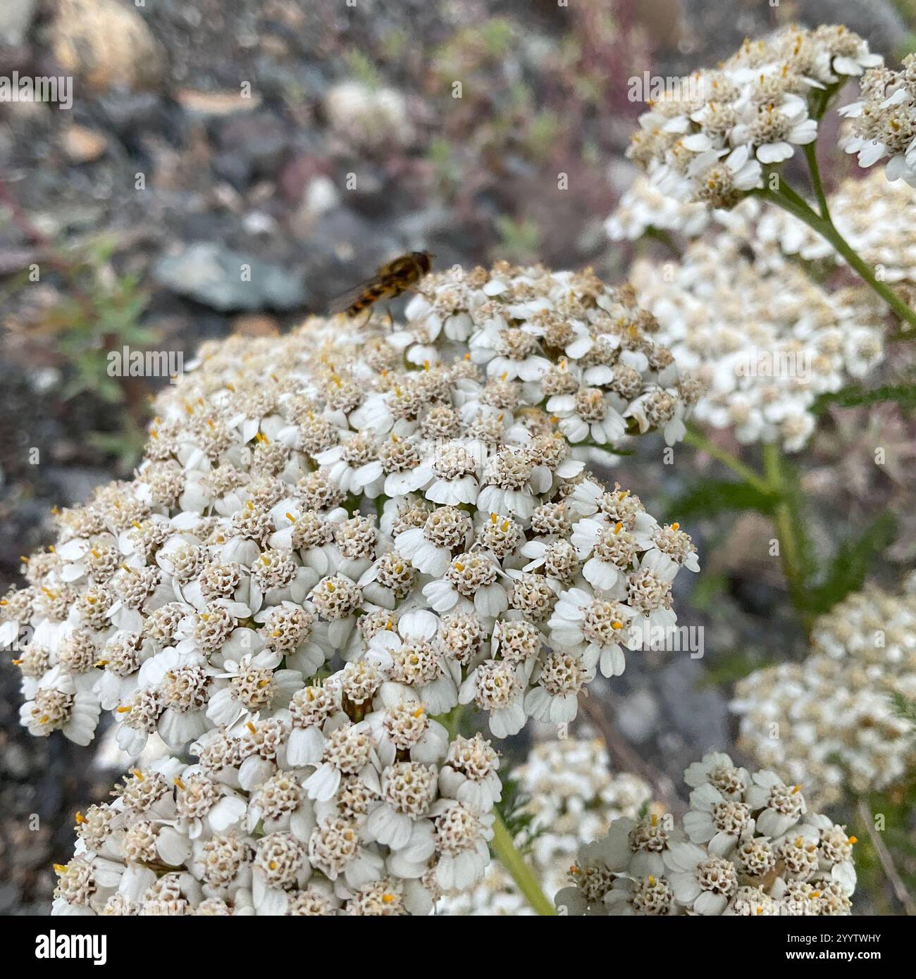 common yarrow (Achillea millefolium Stock Photo - Alamy