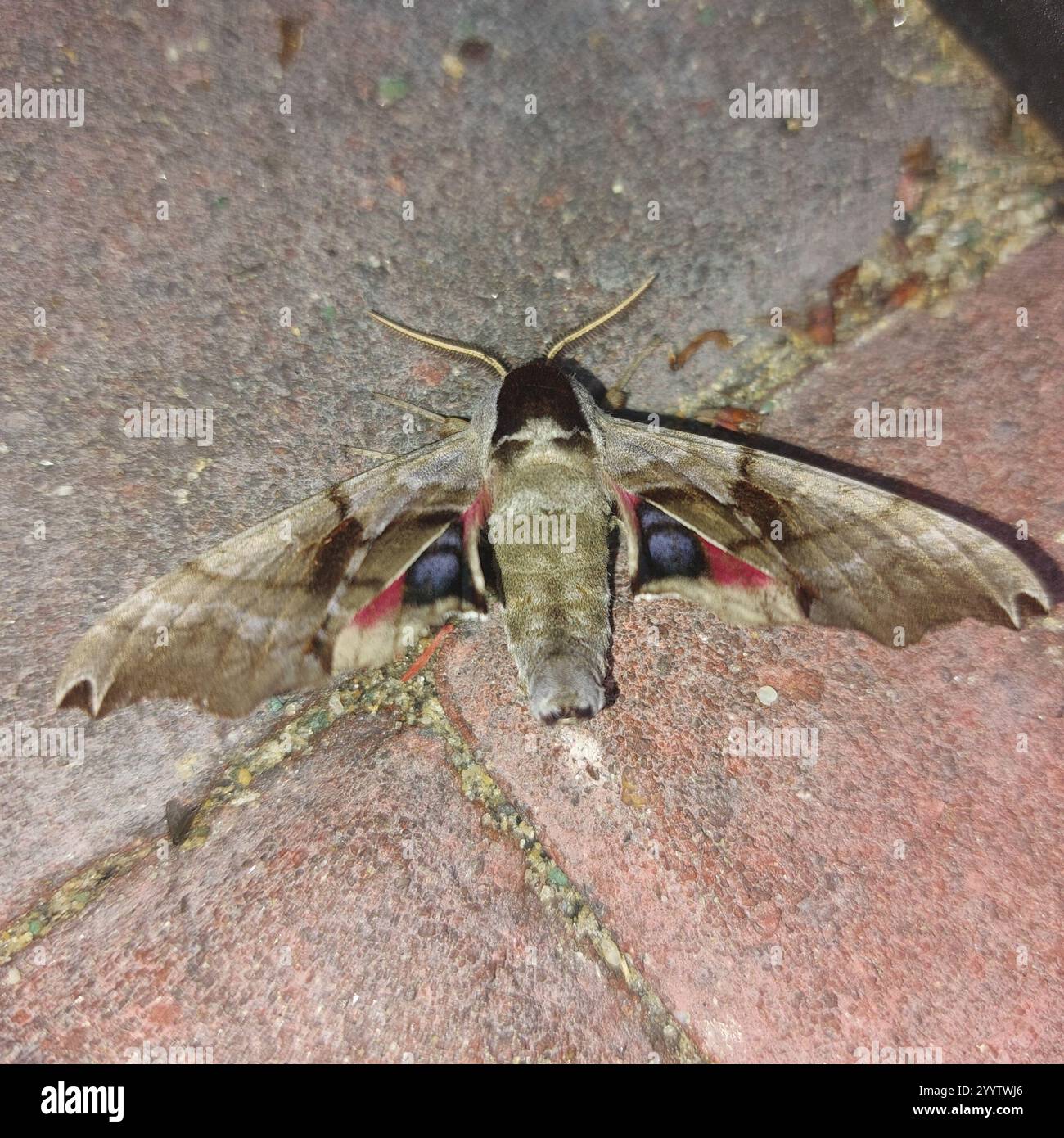 Twin-spotted Sphinx (Smerinthus jamaicensis Stock Photo - Alamy