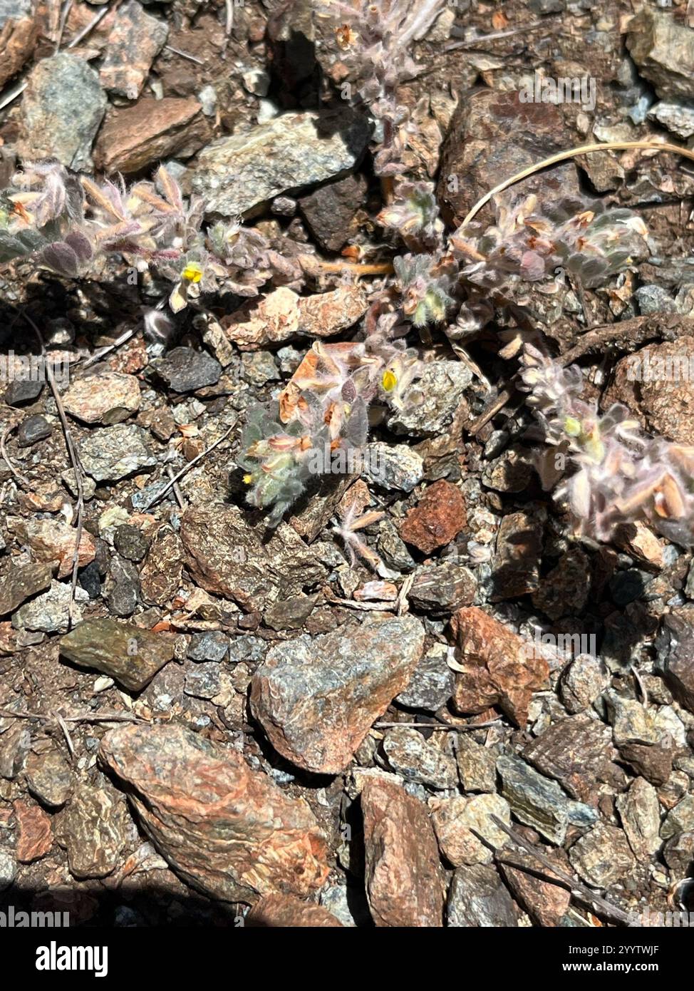 foothill deervetch (Acmispon brachycarpus Stock Photo - Alamy