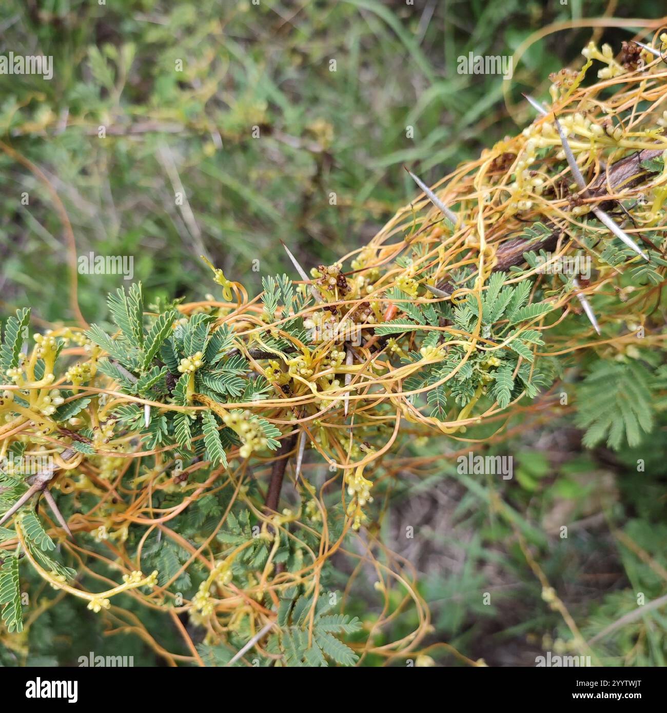 American dodder hi-res stock photography and images - Alamy