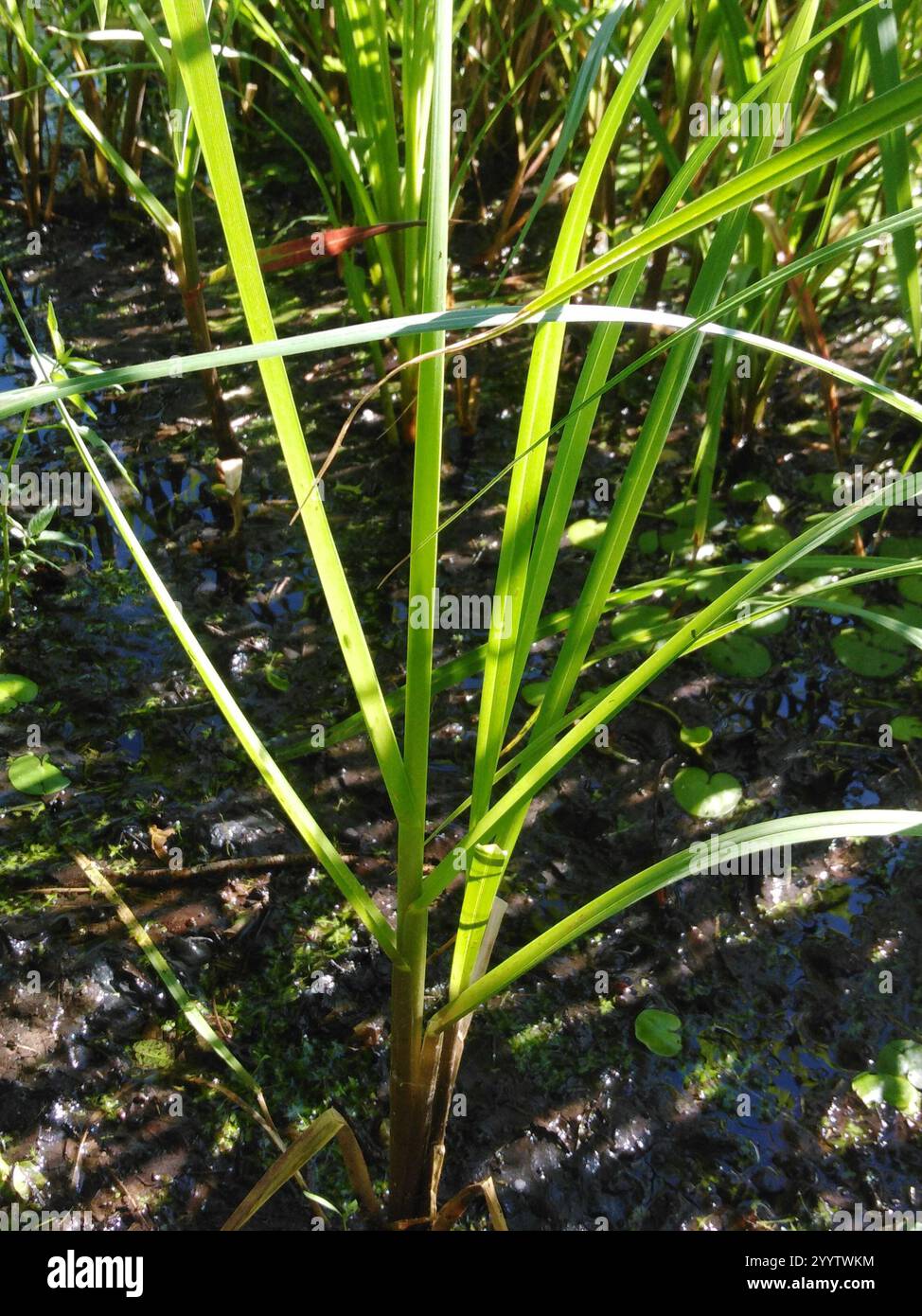 reed meadowgrass (Glyceria maxima Stock Photo - Alamy