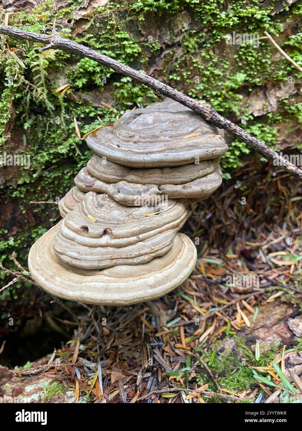 Hoof Fungus (Fomes fomentarius Stock Photo - Alamy