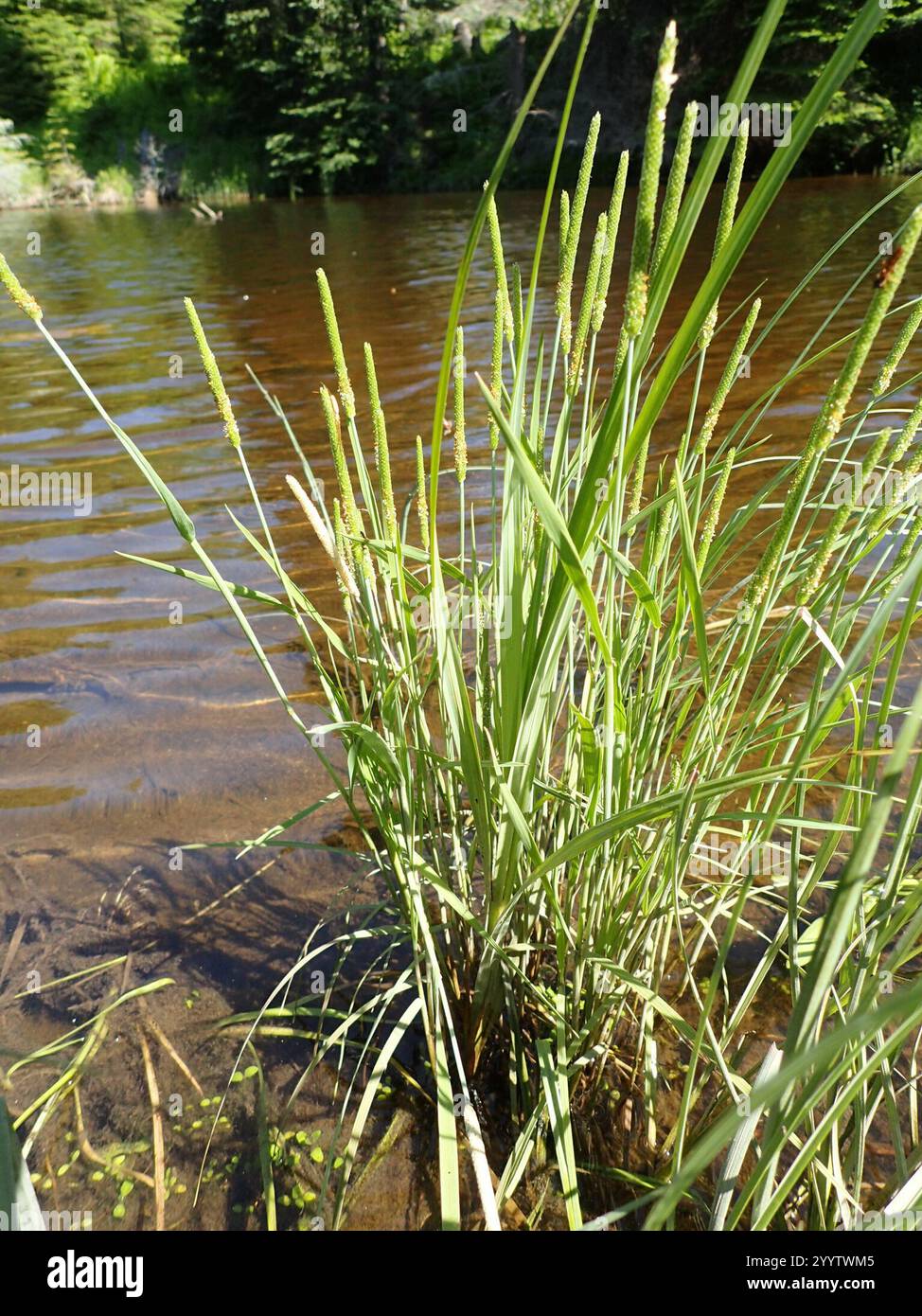 short-awn foxtail (Alopecurus aequalis Stock Photo - Alamy