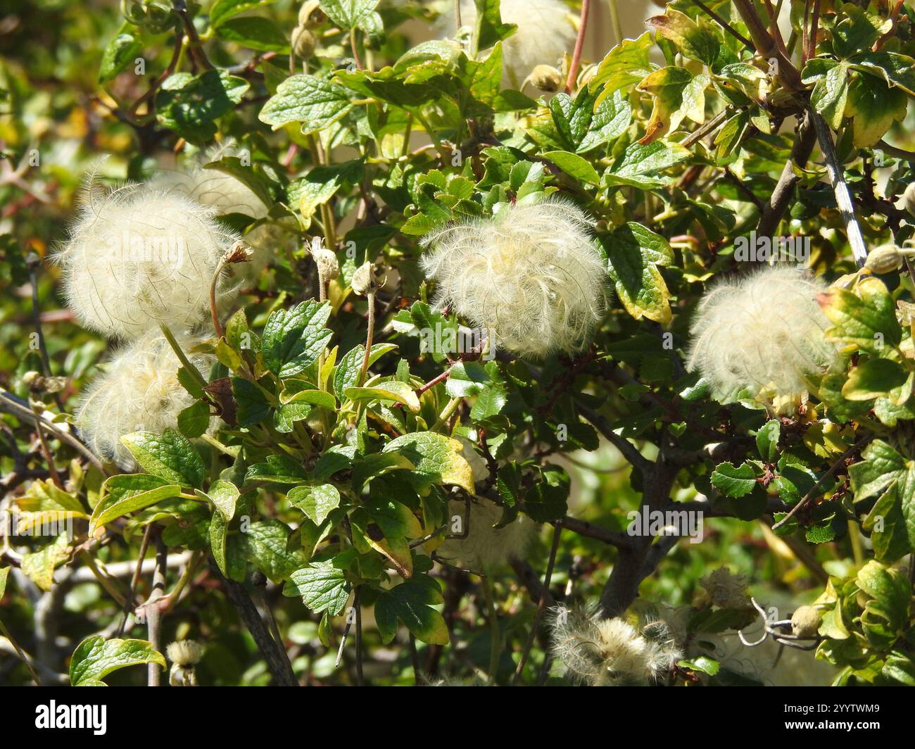 Pipestem Clematis (Clematis lasiantha Stock Photo - Alamy
