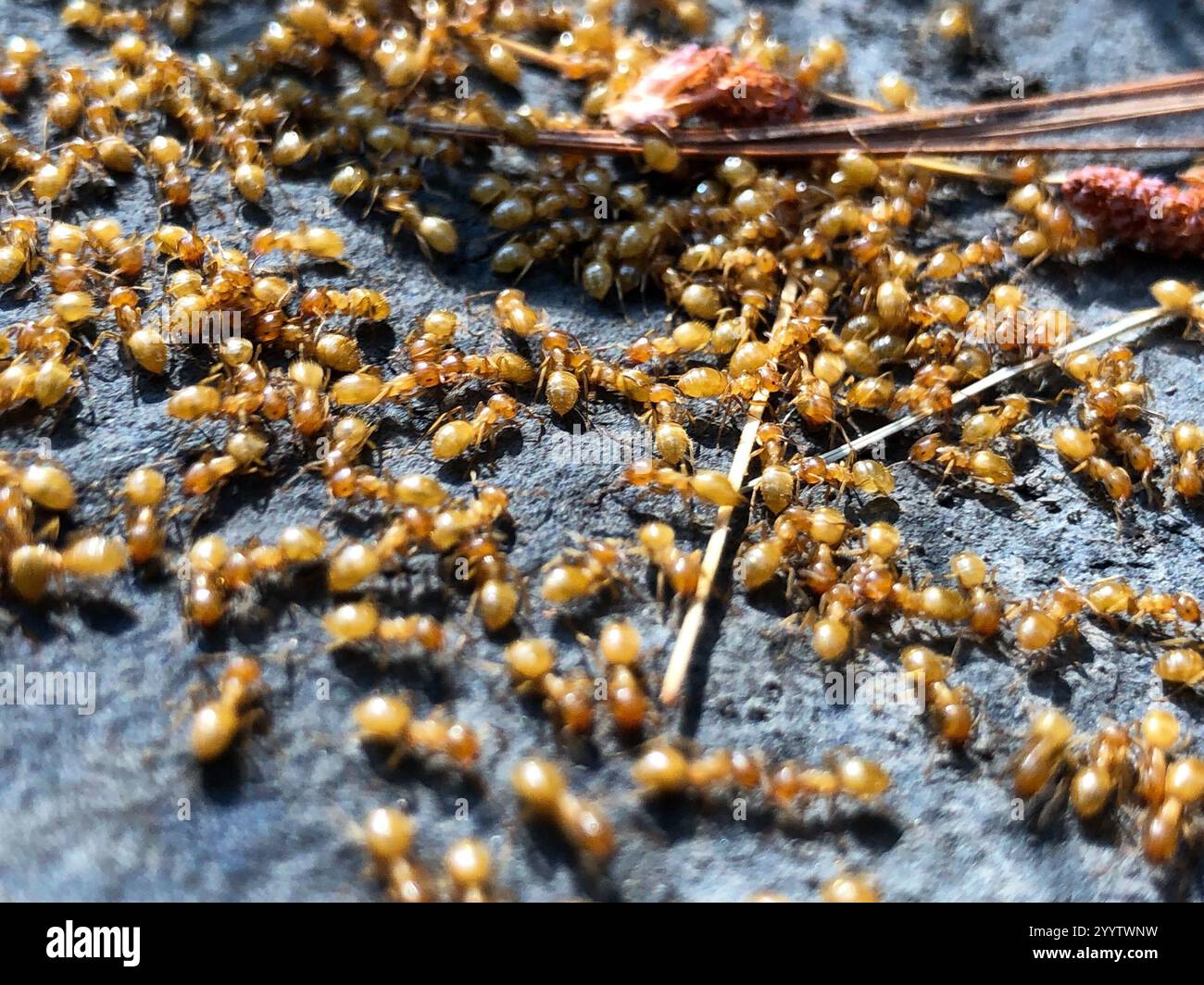 Common Citronella Ant (Lasius claviger Stock Photo - Alamy