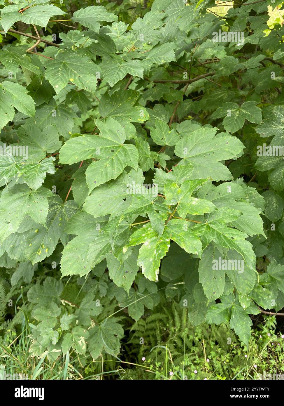 sycamore maple (Acer pseudoplatanus Stock Photo - Alamy