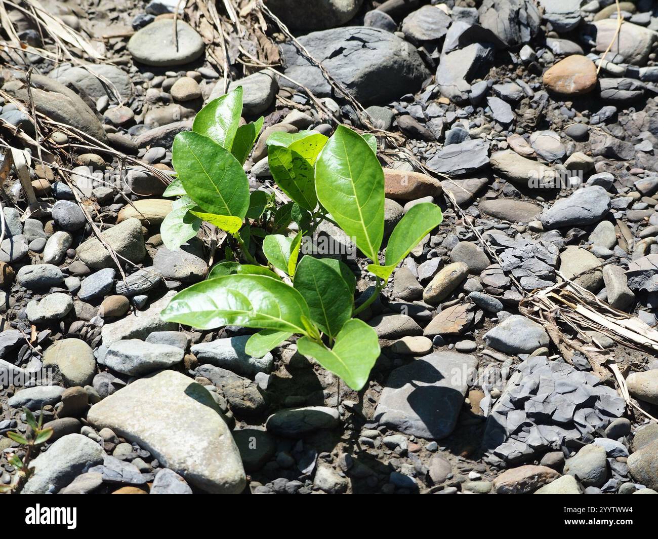 Ficus septica hi-res stock photography and images - Alamy