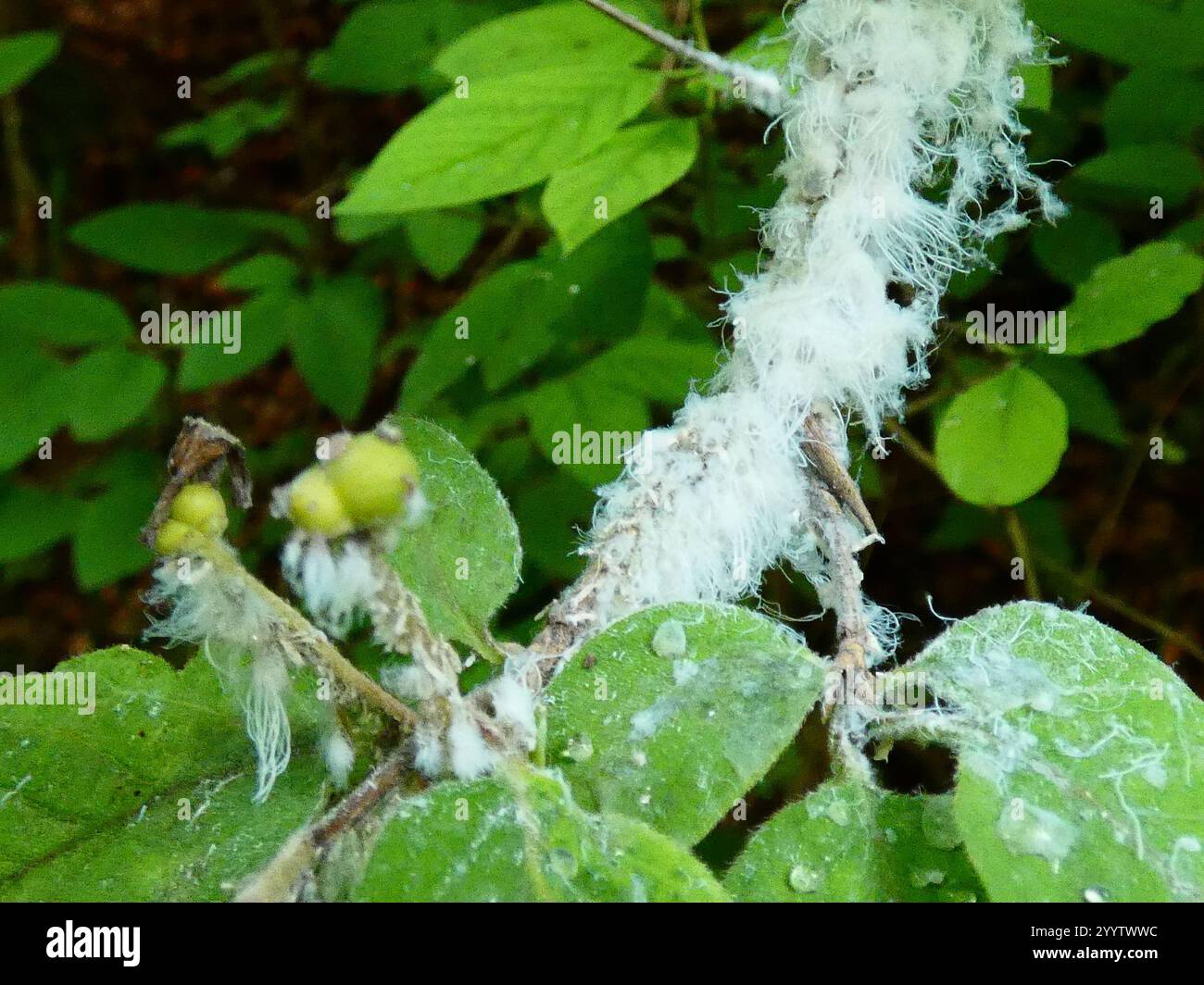 Eurasian Woolly Honeysuckle Aphid (Prociphilus xylostei Stock Photo - Alamy
