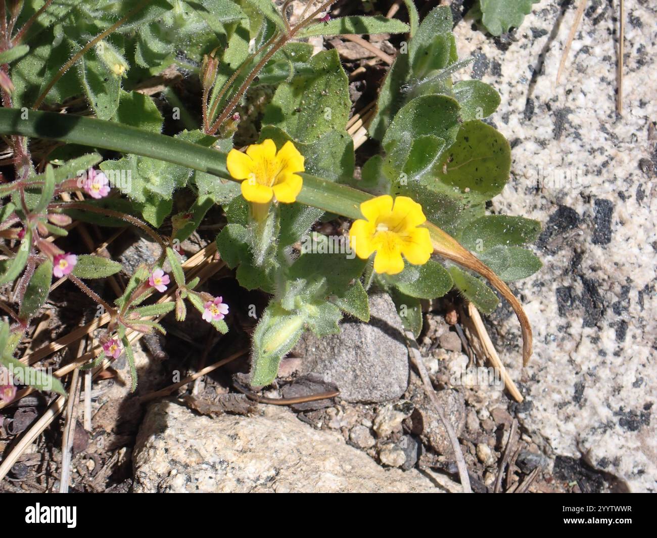 Erythranthe moschata hi-res stock photography and images - Alamy