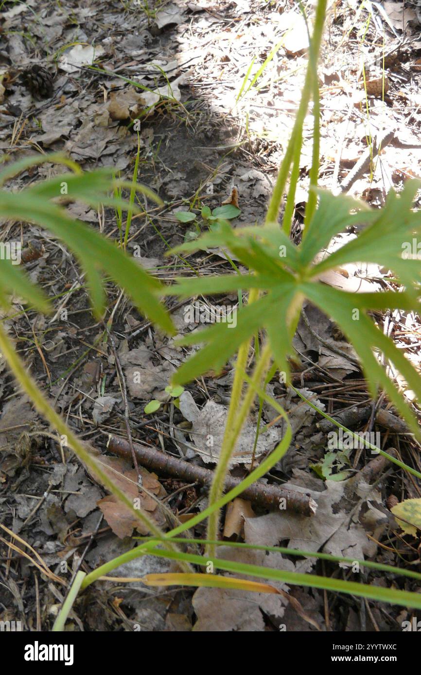 Multi-flowered Buttercup (Ranunculus polyanthemos Stock Photo - Alamy