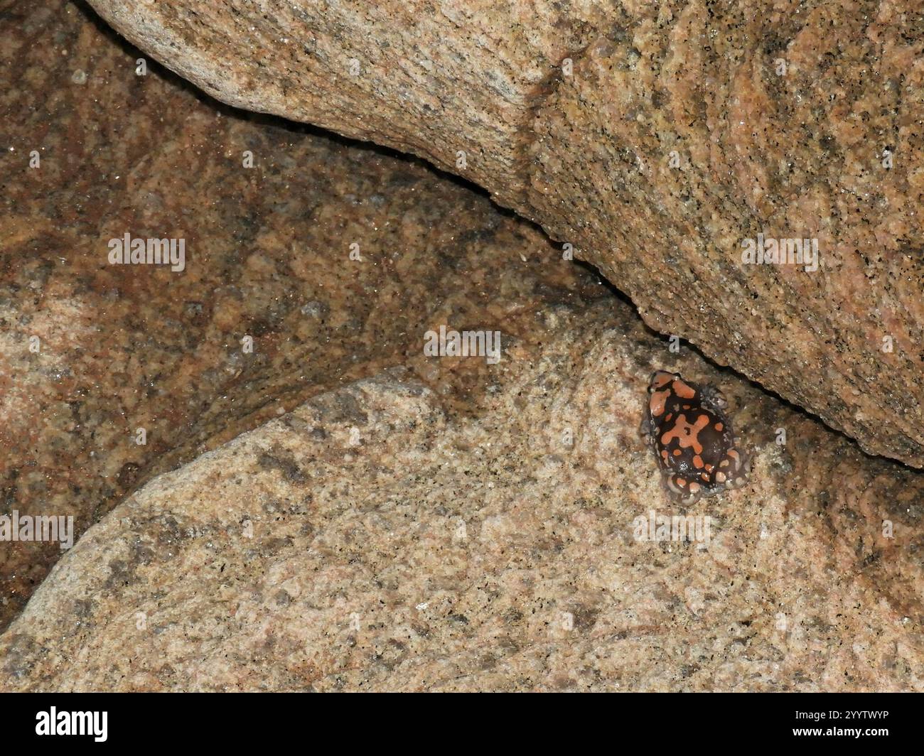 Marbled rubber frog (Phrynomantis annectens Stock Photo - Alamy