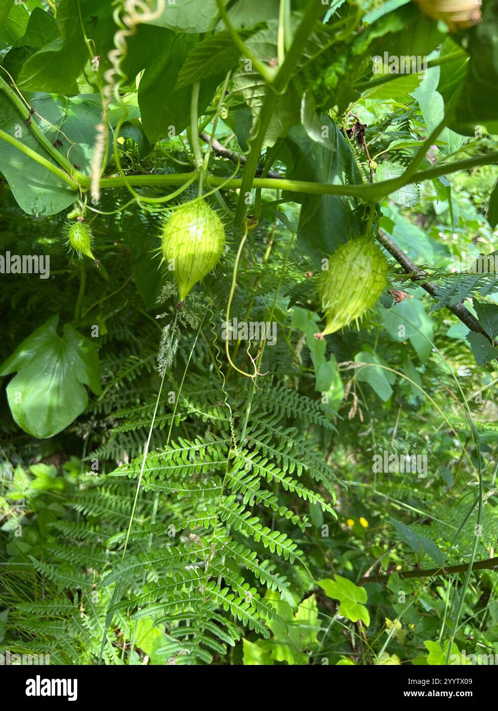coastal manroot (Marah oregana Stock Photo - Alamy