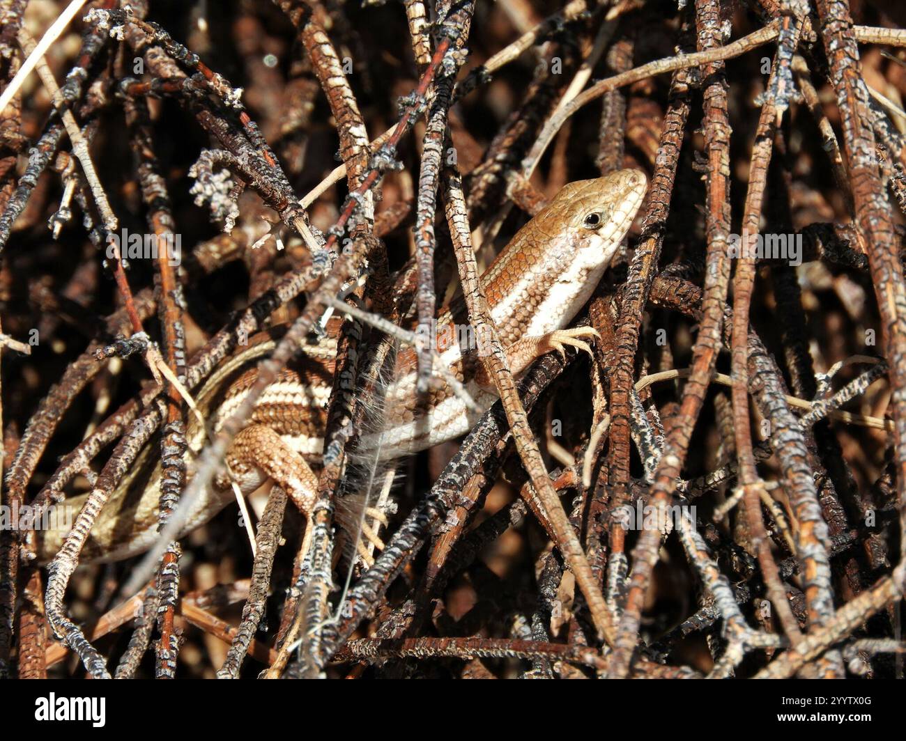 Western three-striped skink (Trachylepis occidentalis Stock Photo - Alamy