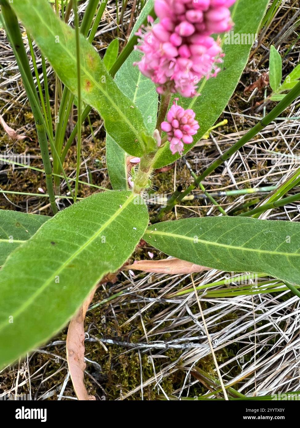 water smartweed (Persicaria amphibia Stock Photo - Alamy