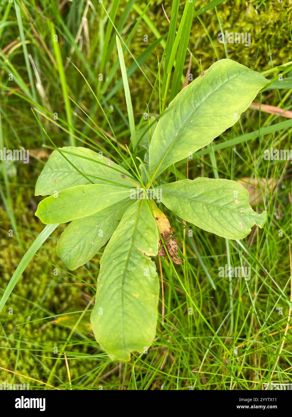 Arctic Starflower (Lysimachia europaea Stock Photo - Alamy