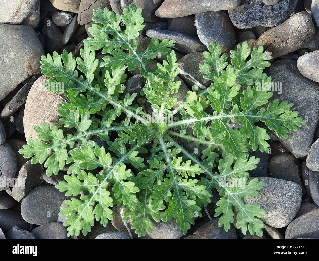 Santa Maria feverfew (Parthenium hysterophorus Stock Photo - Alamy