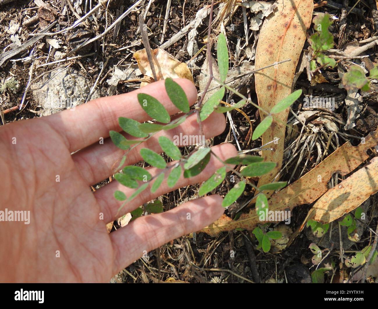 Sierra Nevada Peavine (Lathyrus nevadensis Stock Photo - Alamy