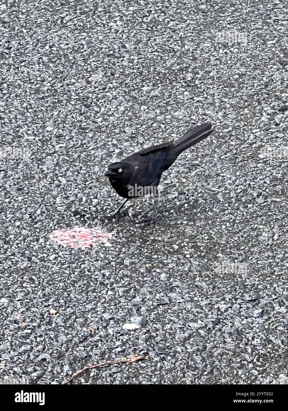 Greater Antillean Grackle (Quiscalus niger Stock Photo - Alamy