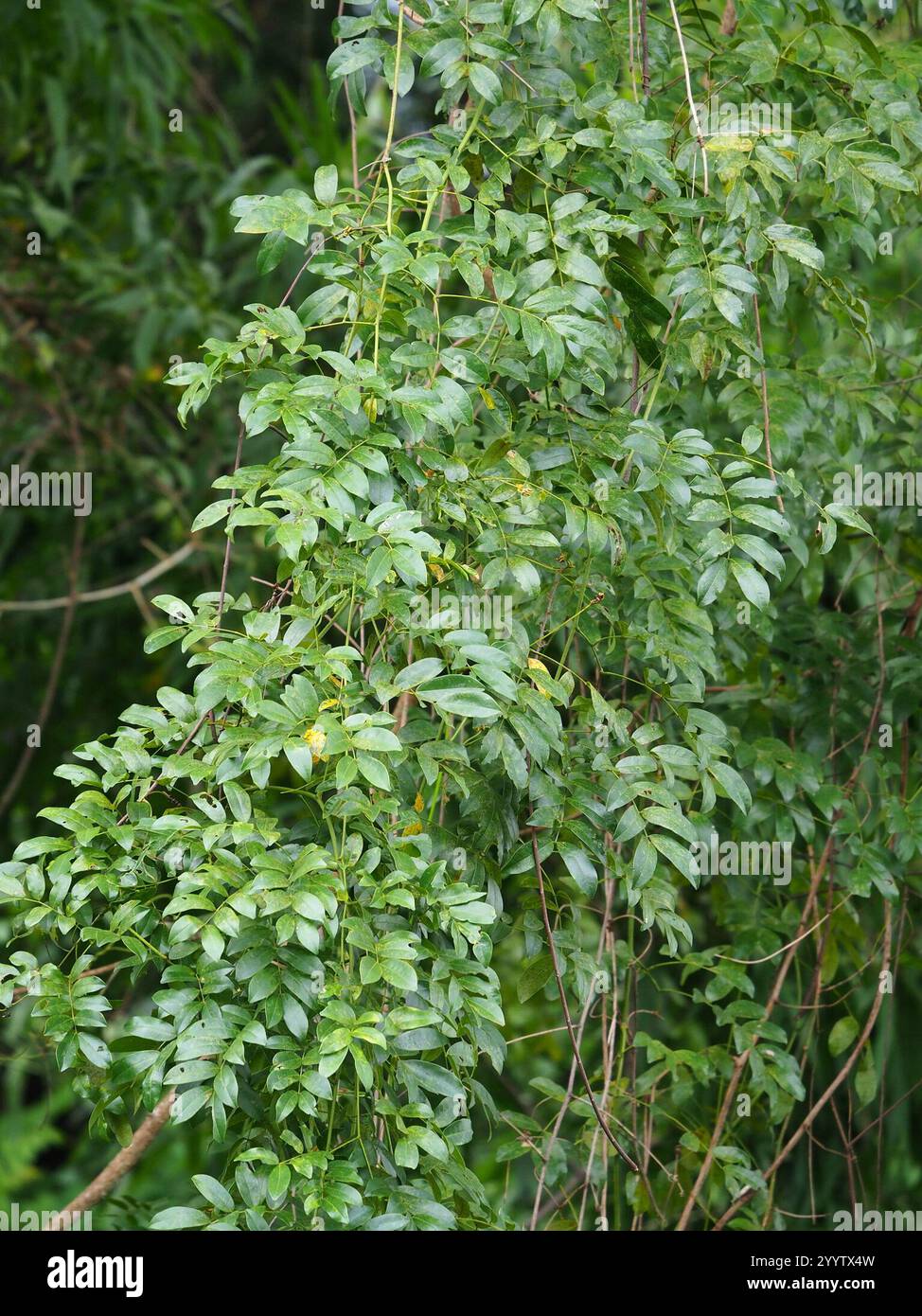 Evergreen Wisteria (Wisteriopsis reticulata Stock Photo - Alamy