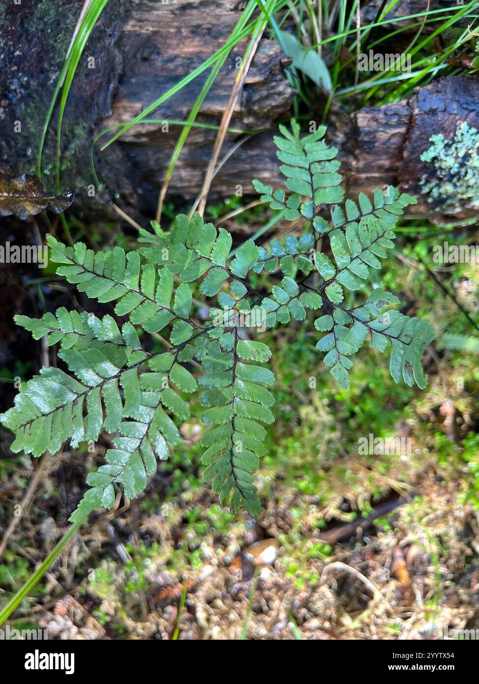 New Zealand Maidenhair Fern (Adiantum fulvum Stock Photo - Alamy