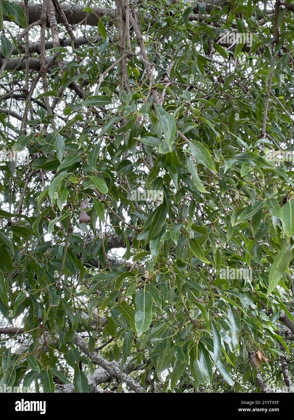 Queensland Bottle Tree (Brachychiton rupestris Stock Photo - Alamy