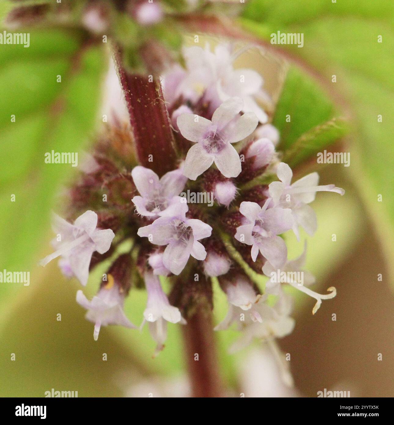 corn mint (Mentha arvensis Stock Photo - Alamy